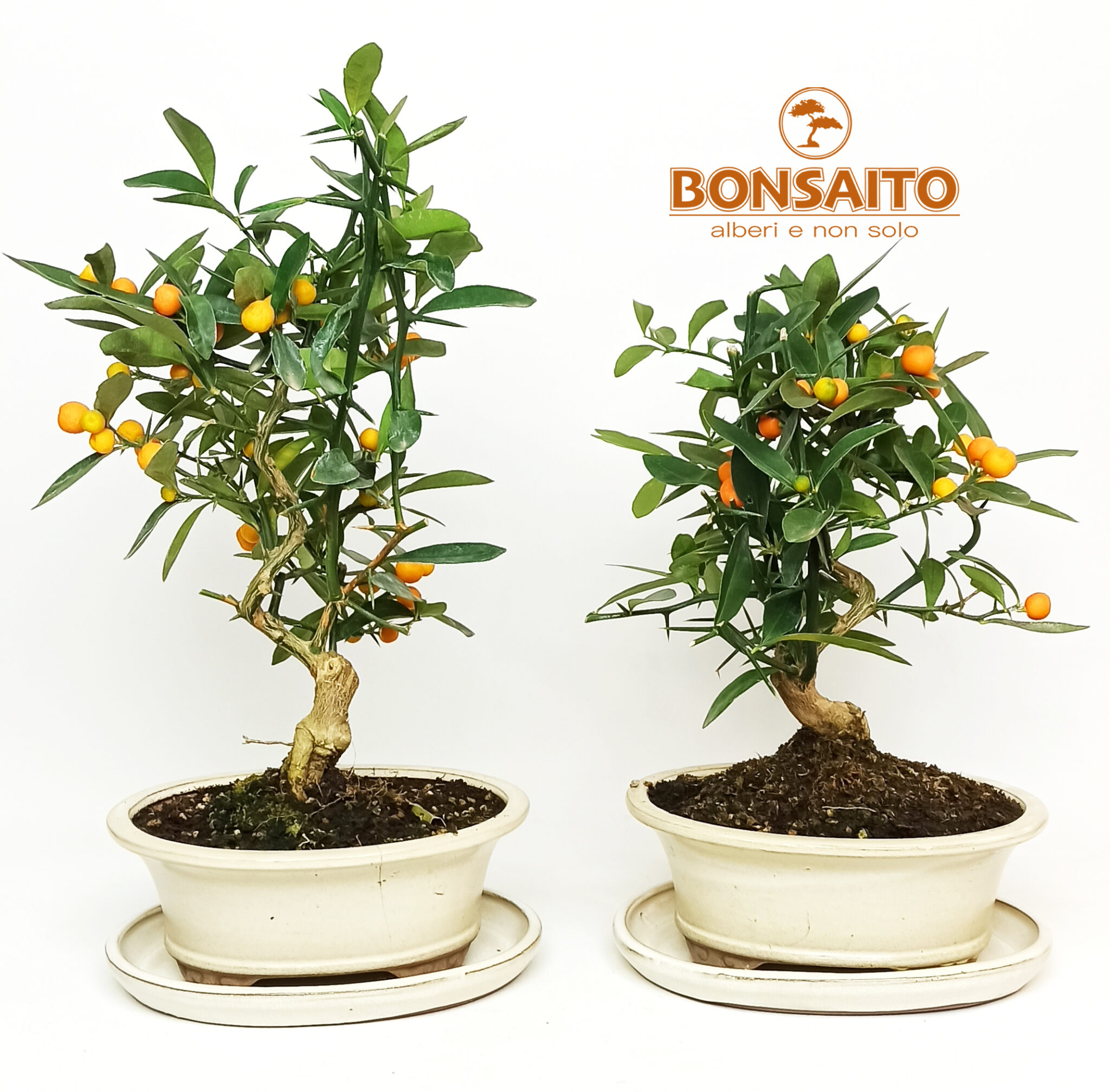 Citrus kinzu (mandarino cinese) - Bonsaito.it